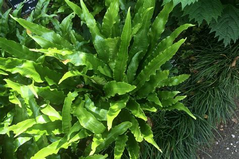 Asplenium Scolopendrium Ballyrobert Gardens