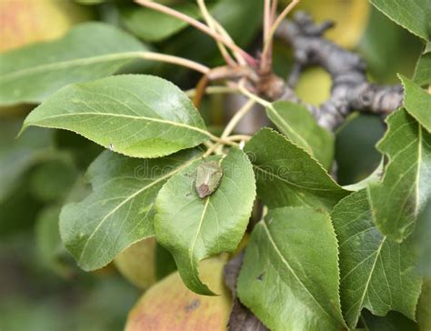 A Green Garden Bug On Green Foliage In The Garden In Summer Insect