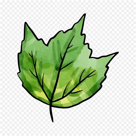 水彩树叶PNG图片素材下载 图片编号yrmpkjrd 免抠素材网