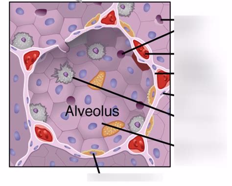 Alveoli Diagram Diagram Quizlet