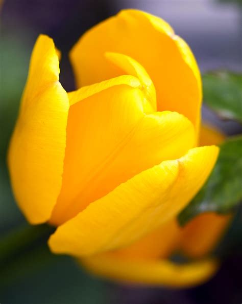 Bunga Tulp Tulip Kuning Foto Gratis Di Pixabay Pixabay