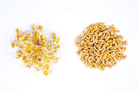 작은 뿌리와 콩나물을 가진 싹이 튼 밀알은 흰색 배경에 마른 밀 곡물 옆에 클로즈업됩니다 0명에 대한 스톡 사진 및 기타 이미지 0명 거친 필름 효과 건강관리와 의술