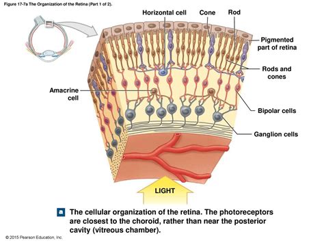 An Introduction To The Special Senses Ppt Download