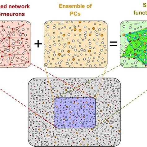 Neural Mass Models A Wilson Cowan Model Section 51 Of Two Coupled
