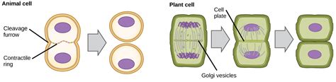Explain The Difference Between A Cell Plate And Cleavage Furrow