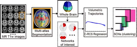 Analytical Pipeline Analysis Included Multi‐atlas Segmentation Of Download Scientific Diagram