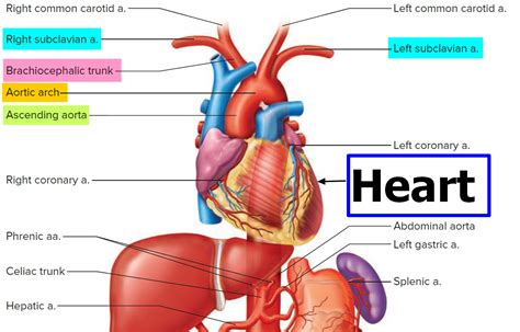 Brachial Artery And Deep Brachial Artery Location Pulse Function