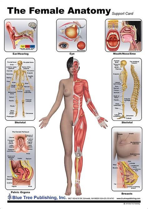 Diagram Female Anatomy
