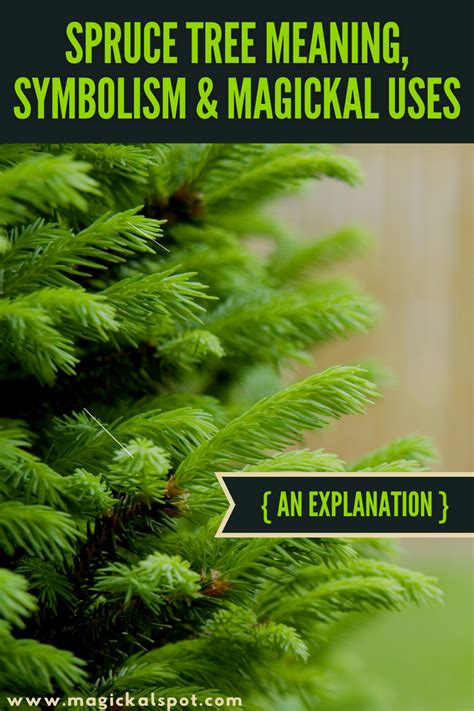 In This Article We Ll Learn More About Spruce Tree Meaning Symbolism Magickal Uses Let S