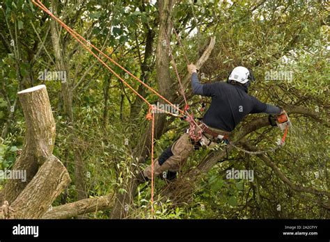 Tree Felling By Experience Tree Surgeon Stock Photo Alamy