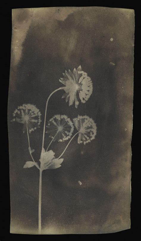 Flower And Stem Fox Talbot William Henry Vanda Explore The Collections