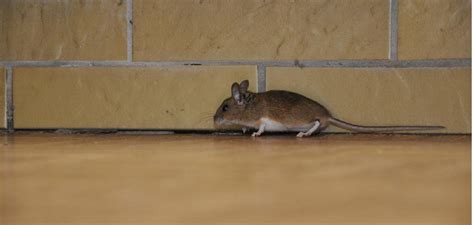 How To Get Mice Away From My Couch 4 Simplified Way