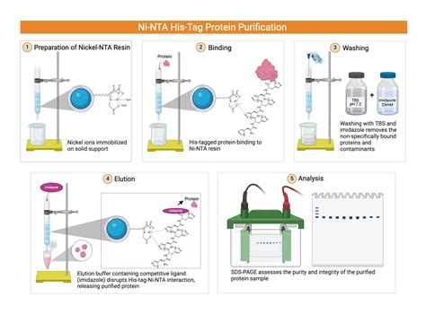 Ni Nta His Tag Protein Purification Biorender Science Templates