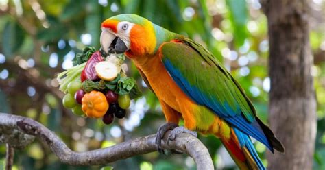 Monk Parrot Diet How Birds