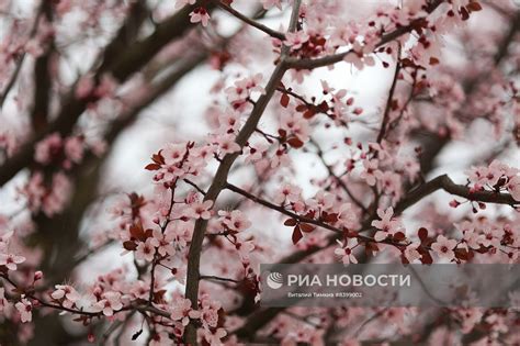 Весна в Краснодарском крае РИА Новости Медиабанк