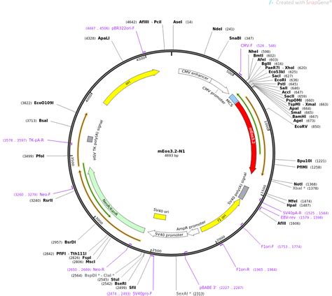 mEos3 2 N1 mEos3 2N1载体图谱质粒图谱序列价格抗性测序引物大小等基本信息 生物风载体