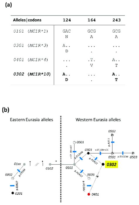 A Mutations In The Mc1r Gene Defining Four Alleles Aligned Starting Download Scientific