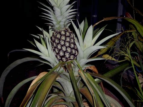 파인애플 재배 네이버 블로그