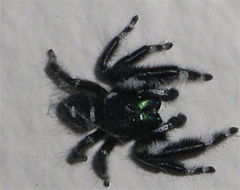 Daring Jumping Spider Phidippus Audax Hubpages
