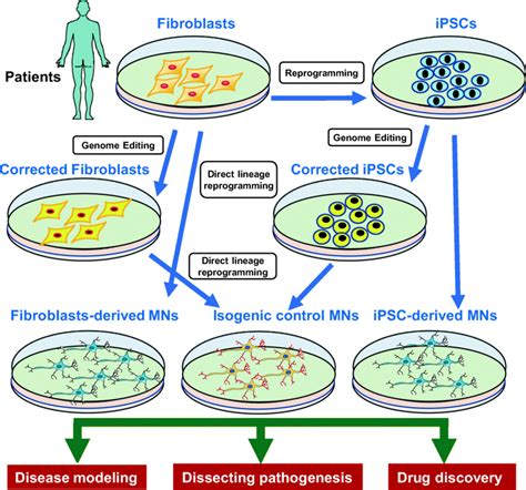 Als Patient Derived Mns From Ipscs Or Direct Lineage Reprogramming Are Download Scientific