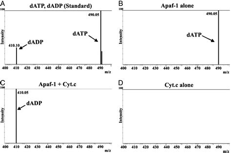 Formation Of Apoptosome Is Initiated By Cytochrome C Induced Datp Hydrolysis And Subsequent