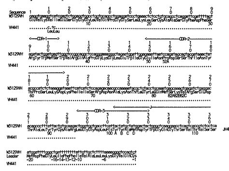 figure 1 from nucleotide sequence of the cdnas encoding the variable