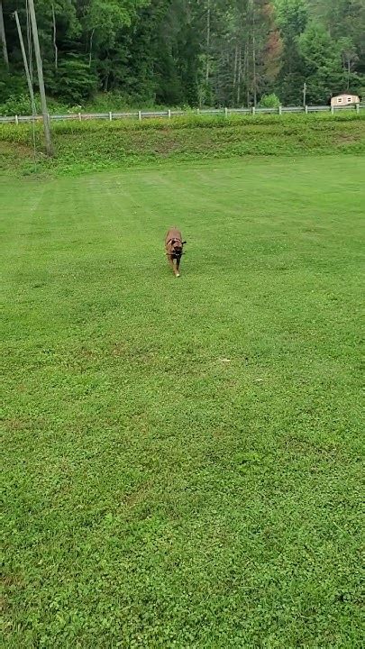 Fetching Again Youtube
