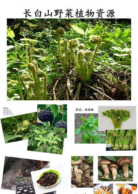 长白山野菜植物资源PPT模板下载 编号ljpxbbpe 熊猫办公