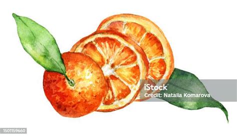 얇게 썬 오렌지 수채화 손으로 그린 그림 흰색으로 분리 오렌지 귤 나뭇잎 잘 익은 육즙이 많은 과일 감귤에 대한 스톡 벡터 아트 및 기타 이미지 Istock
