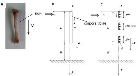 A The Tibia B The Simplified Mode Of The Transient Dynamic Response