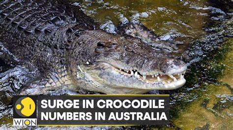 Wion Climate Tracker Surge In Crocodile Numbers In Australia World