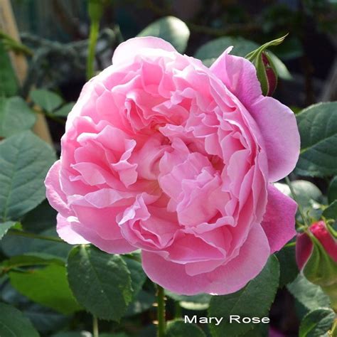 Купить Саженцы английской розы Мэри Роуз (Rose Mary Rose) оптом/розница