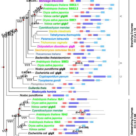 Domain And Three Dimensional Structure Of The Human Glycogen Branching