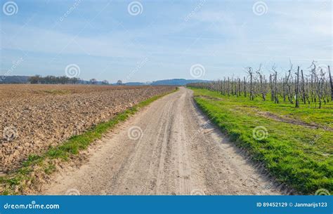 Budding Fruit Trees In An Orchard In Spring Stock Image Image Of Field Path 89452129