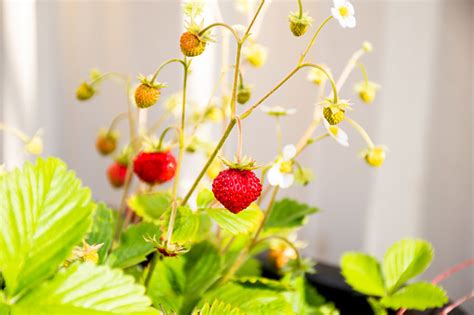 화창한 여름날 도시 정원의 화분에서 자라는 야생 고산 딸기 식물의 유기농 익은 붉은 열매와 꽃 0명에 대한 스톡 사진 및 기타 이미지 Istock
