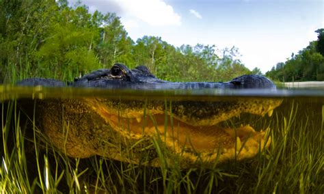 10 Incredible Alligator Facts A Z Animals
