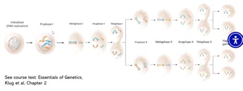 Genetics L9 Linkage And Chromosome Mapping In Eukaryotes Flashcards