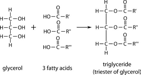 14 2 Lipids And Triglycerides Chemistry Libretexts