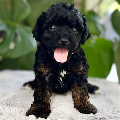 Cavapoos Wyoming Best Cavapoo Breeders In Wy