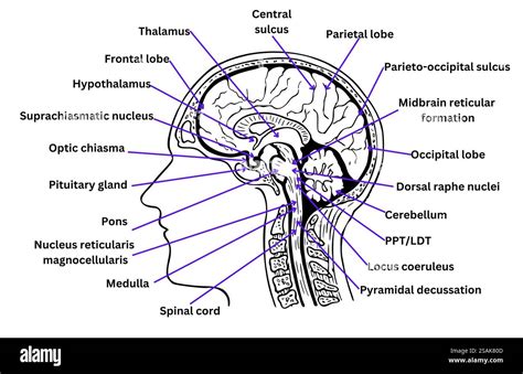 Detailed Medical Illustration Of The Human Brain Anatomy Labeled
