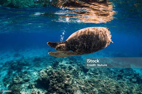 거북이는 푸른 바다에서 활공합니다 녹색 바다 거북 수중 0명에 대한 스톡 사진 및 기타 이미지 0명 거북이 길리 제도 Istock