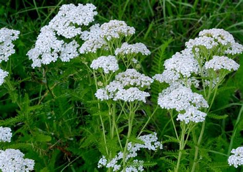 Achillea Gracilis Eastern Yarrow Van Van Zandt County M Flickr