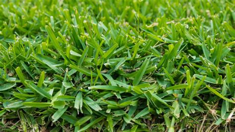 Drought Stress St Augustine Grass Vs Bermuda Grass In Texas No Bugs No Weeds
