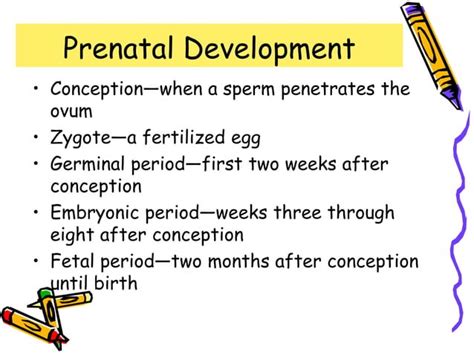 Life Span Developmental Stages And Detailsppt