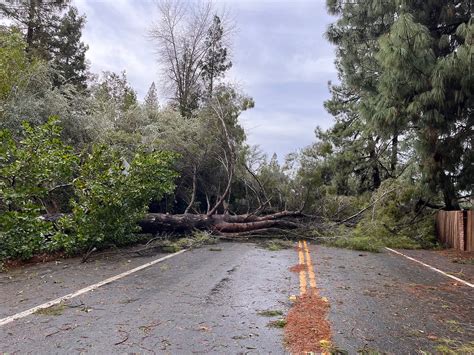 Fallen Trees Detection V Object Detection Dataset By Hazard Detection