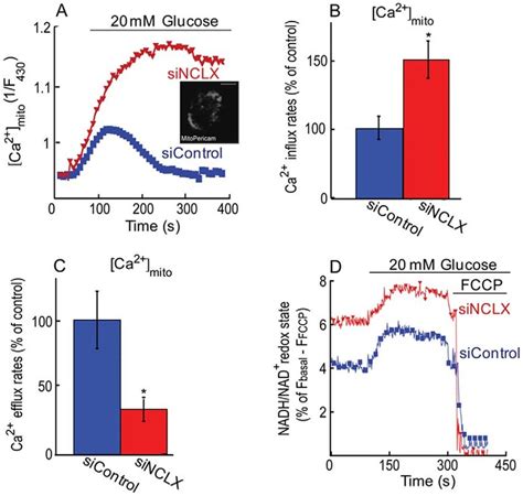 Effect Of Nclx On Mitochondrial Ca 2 Transport Metabolic Rate In
