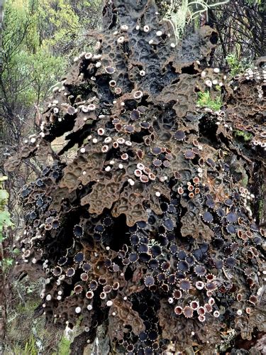 Pseudocyphellaria Crassa · Inaturalist