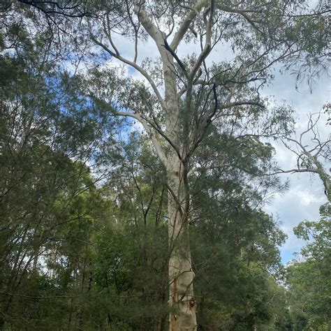 Water Pipeline Infrastructure Tree Assessment Biodiverse Environmental