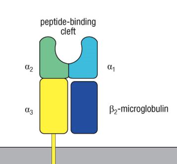 MHC Structure Function Flashcards Quizlet