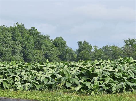Valley Girl Views Harvesting Fields Of Tobacco